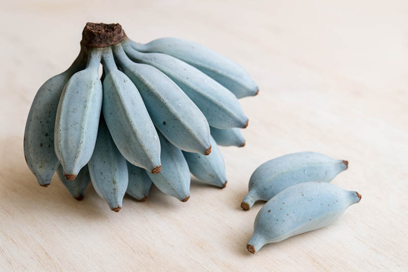 Blue Banana (Blue Java): How to Grow the Ice Cream Banana