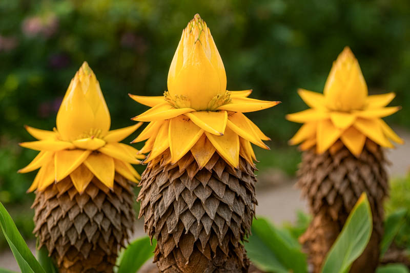 Golden Lotus Banana (Musella lasiocarpa): Grow & Care Guide