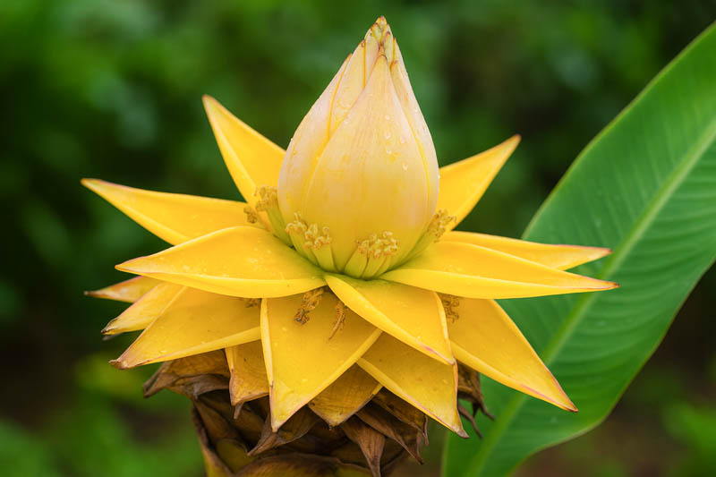Chinese Golden Lotus