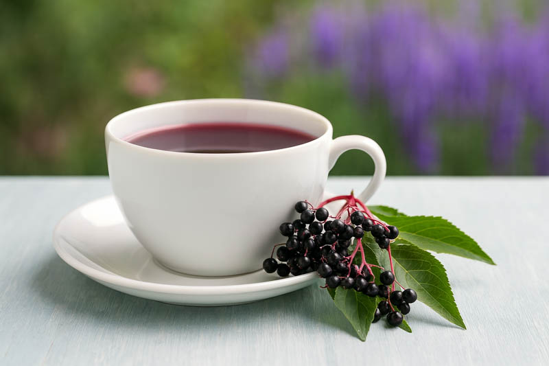 Black Elderberry (Sambucus nigra): Benefits, Uses, Varieties, Care