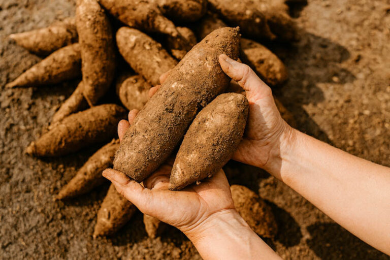Cassava or Yuca (Manihot esculenta): What It Is & How to Use It