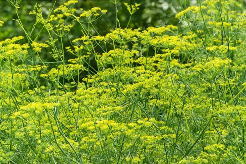 Fennel (Foeniculum vulgare): Benefits, Uses, Growing Tips
