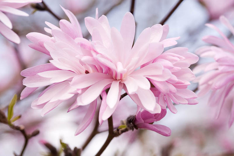 Star Magnolia (Magnolia stellata) Care & Bloom Guide