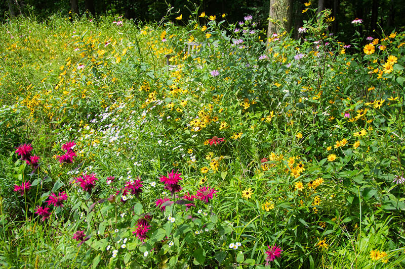 Create a Native Wildflower Meadow for Pollinators