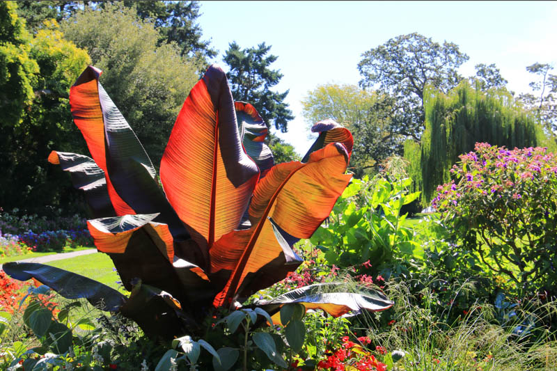 Ensete ventricosum 'Maurelii' (Red Banana): Grow & Care Guide