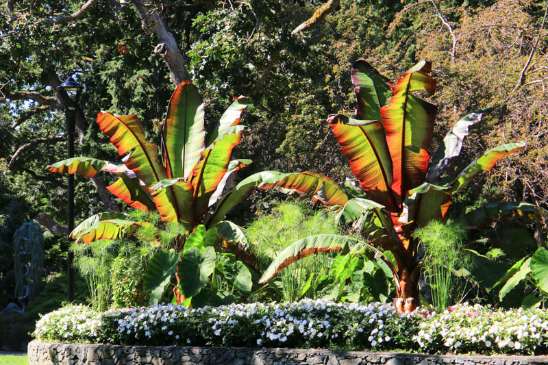 Ensete ventricosum 'Maurelii' (Red Banana): Grow & Care Guide
