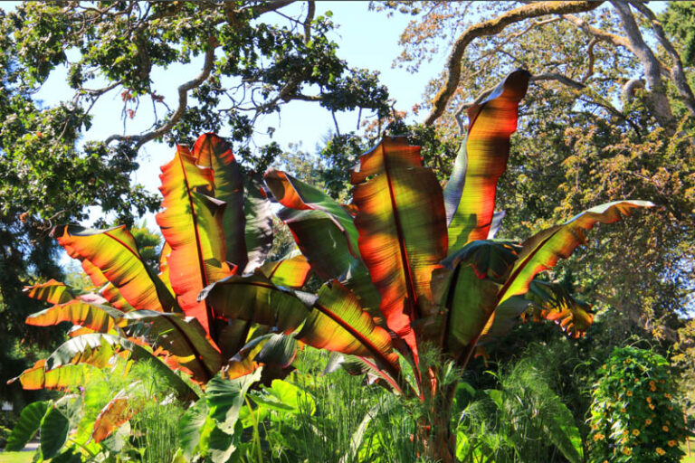 Ensete ventricosum 'Maurelii' (Red Banana): Grow & Care Guide