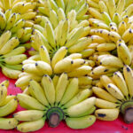 Dwarf Cavendish Banana (Musa acuminata): Benefits, Uses, Care