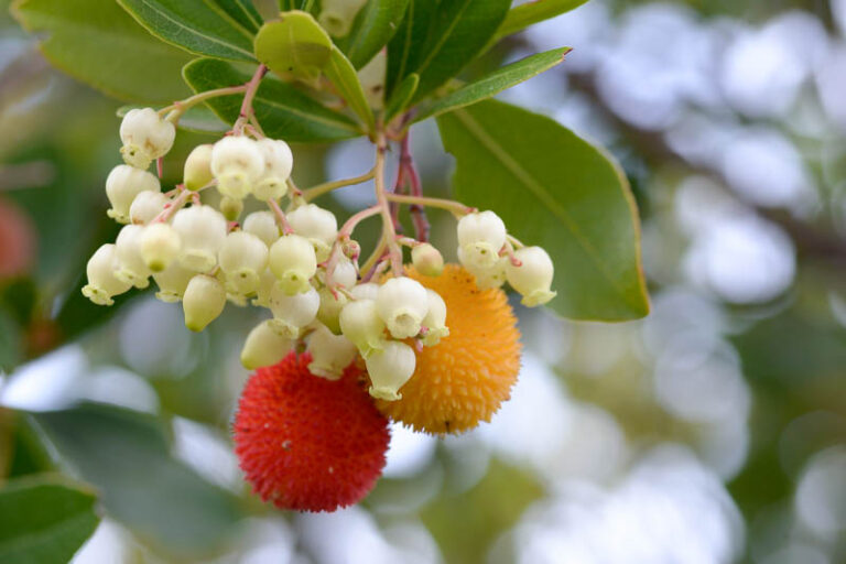 Strawberry Tree (Arbutus unedo) – Complete Guide