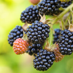 Rubus idaeus 'Caroline' (Everbearing Raspberry)