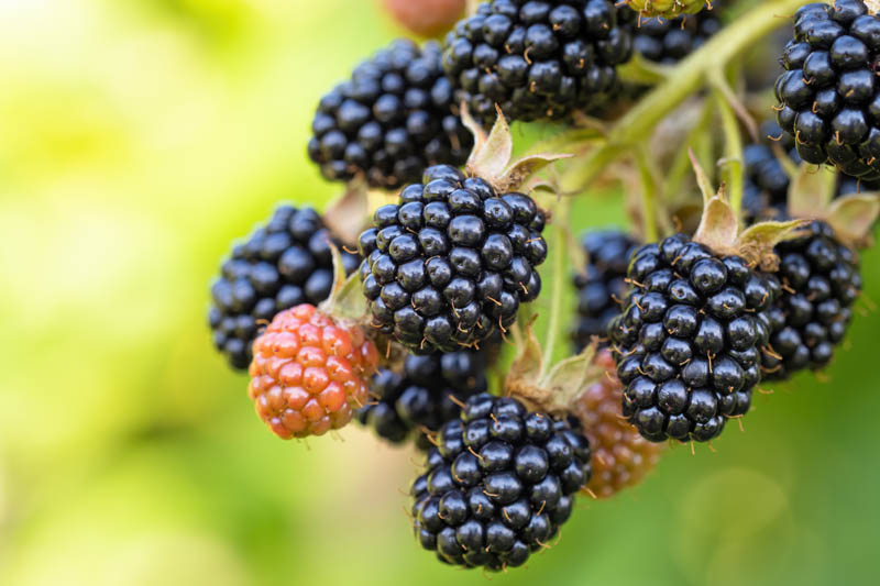 Blackberry: Benefits, Uses, Varieties, Growing Tips