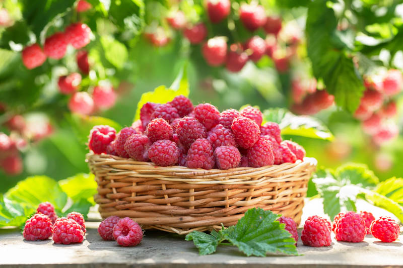 Raspberry (Rubus idaeus): Benefits, Uses, Varieties, Growing Tips