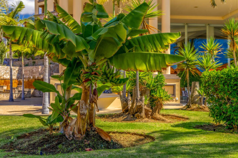 Banana (Musa acuminata): Benefits, Varieties, Uses, Growing Tips