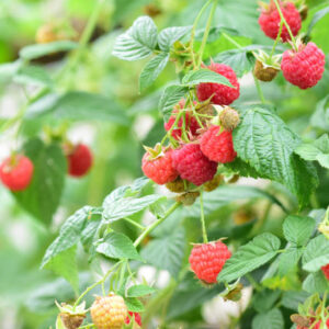Raspberry (Rubus idaeus): Benefits, Uses, Varieties, Growing Tips