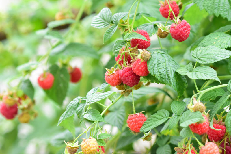 Raspberry (Rubus idaeus): Benefits, Uses, Varieties, Growing Tips