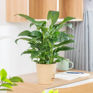 Why Is Your Peace Lily Drooping? 15 Causes & Fast Fixes