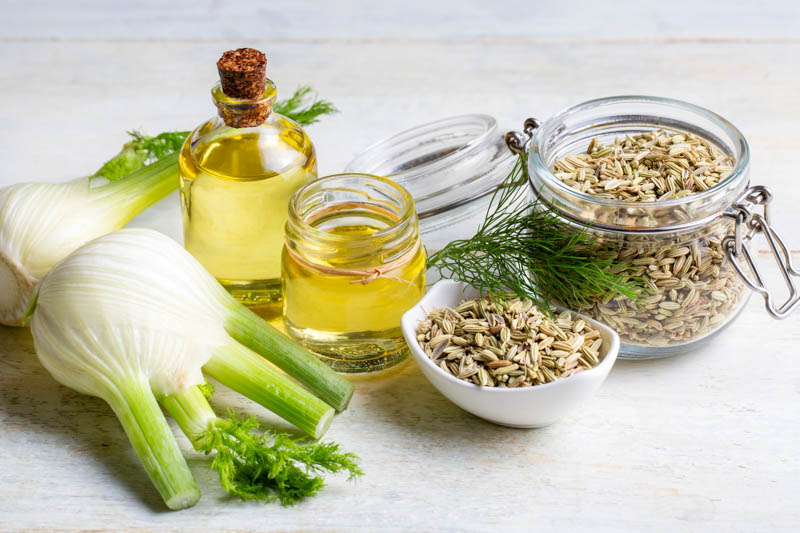 Fennel Bulb (Foeniculum vulgare): Benefits, Uses, Growing Tips