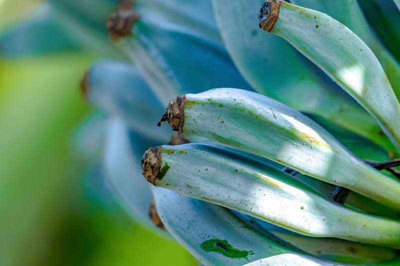 Blue Banana (Blue Java): How to Grow the Ice Cream Banana
