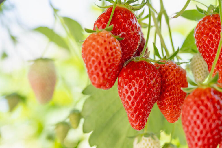 Strawberry Plant Types: A Guide to Picking the Perfect One