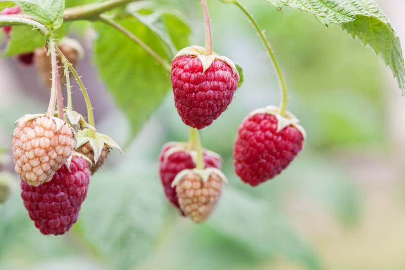 Raspberry (Rubus idaeus): Benefits, Uses, Varieties, Growing Tips
