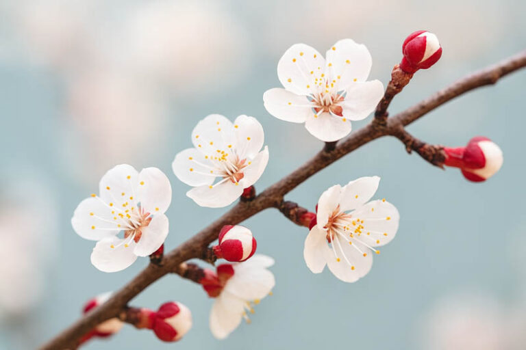 Apricot (Prunus armeniaca): Benefits, Uses, Varieties, Growing Tips