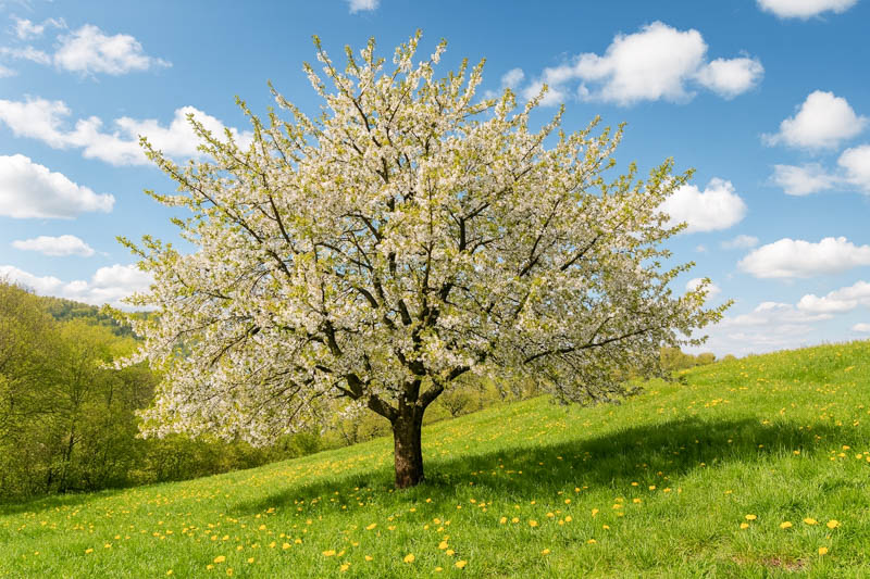 Best Cherry Tree Companion Plants: What to Plant and Avoid
