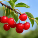 Rainier Cherries (Prunus avium): Taste, Season & Care