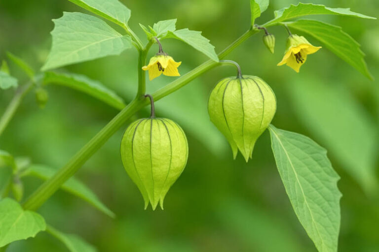 Tomatillo (Physalis philadelphica): Grow, Harvest, and Cooking Tips