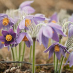 Best Native Pollinator Plants for Georgia Gardens