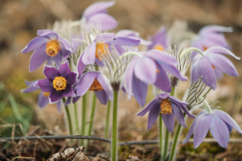 Native Plants for Gorgeous Gardens: Start Here