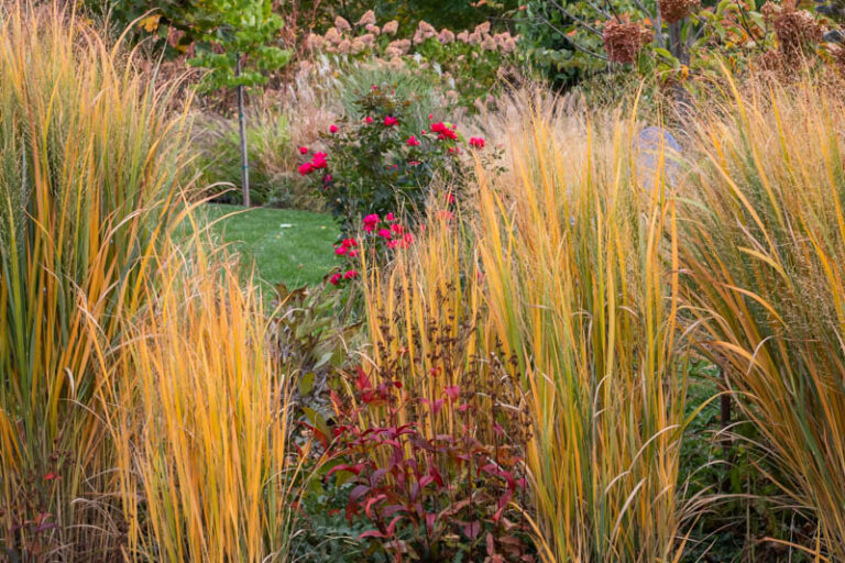 What Are Native Plants? (And Why They Matter)