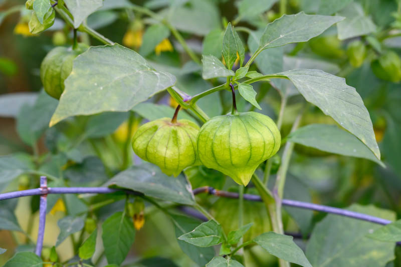 Tomatillo (Physalis philadelphica): Grow, Harvest, and Cooking Tips