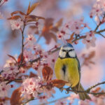 Prunus mume (Plum Blossom): All You Need To Know