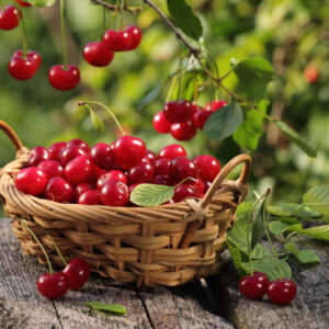 Rainier Cherries (Prunus avium): Taste, Season & Care