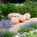Salvia pachyphylla (Rose Sage): Uses, Design Ideas, Care Guide