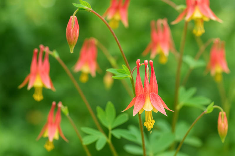 Shade Perennials For Texas