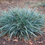 Carex tumulicola (Foothill Sedge)