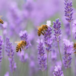 Lavandula angustifolia 'Lady' (English Lavender)