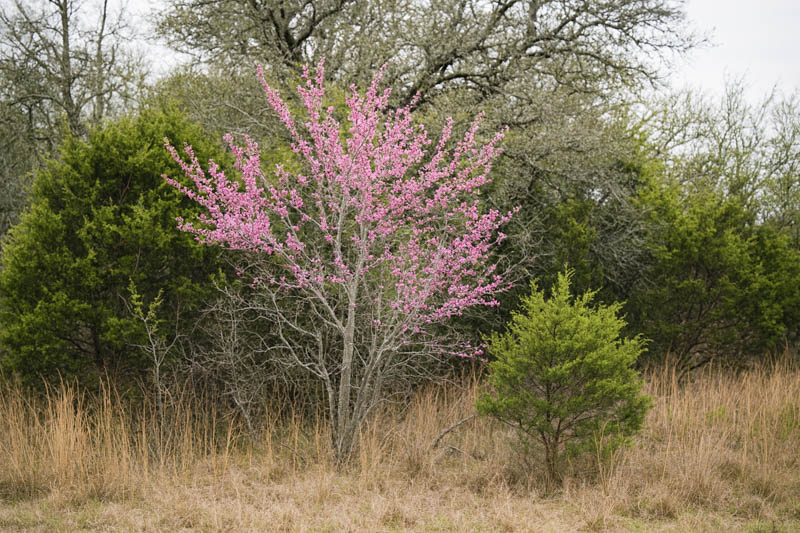 Texas Redbud (Cercis texensis): All You Need To Know