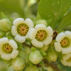 American Persimmon (Diospyros virginiana): Benefits, Uses, Care
