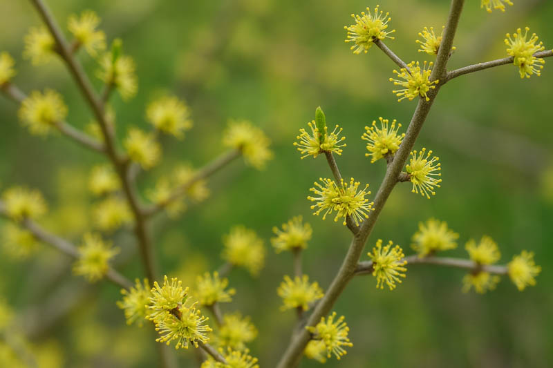 Desert Olive (Forestiera pubescens): All You Need To Know