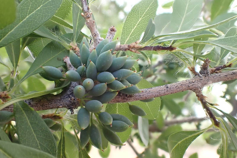 Desert Olive (Forestiera pubescens): All You Need To Know