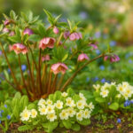 Helleborus 'Dark and Handsome' (Hellebore)