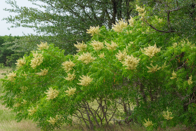 Flameleaf Sumac (Rhus lanceolata): All You Need To Know