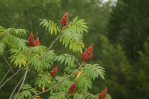 Flameleaf Sumac (Rhus lanceolata): All You Need To Know