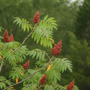 Rhus copallinum (Winged Sumac)