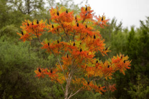 Flameleaf Sumac (Rhus lanceolata): All You Need To Know