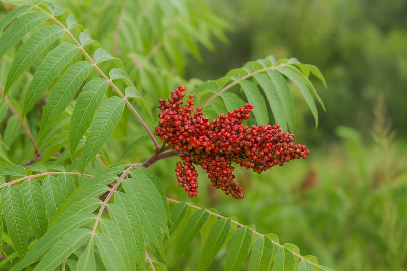Flameleaf Sumac (Rhus lanceolata): All You Need To Know