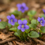 Common Blue Violet (Viola sororia): Grow, Care Guide