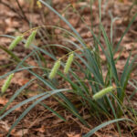 Carex tumulicola (Foothill Sedge)